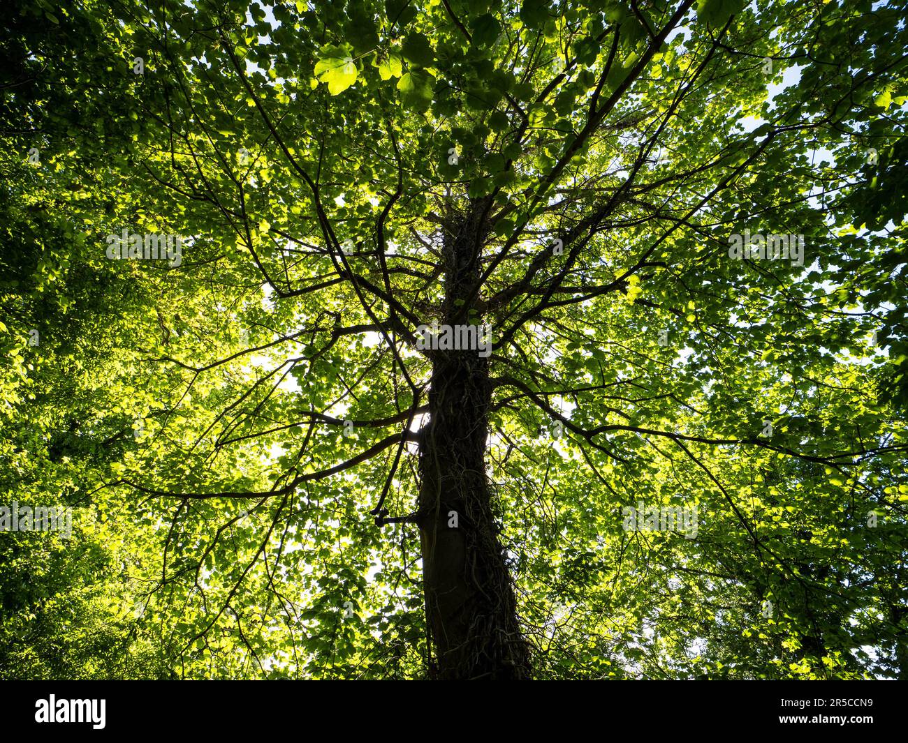 Backlight tree hi-res stock photography and images - Alamy