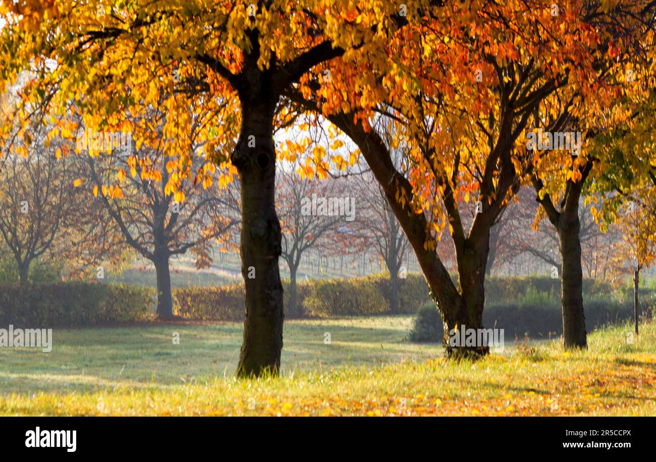 Cherry trees in the morning light Stock Photo - Alamy