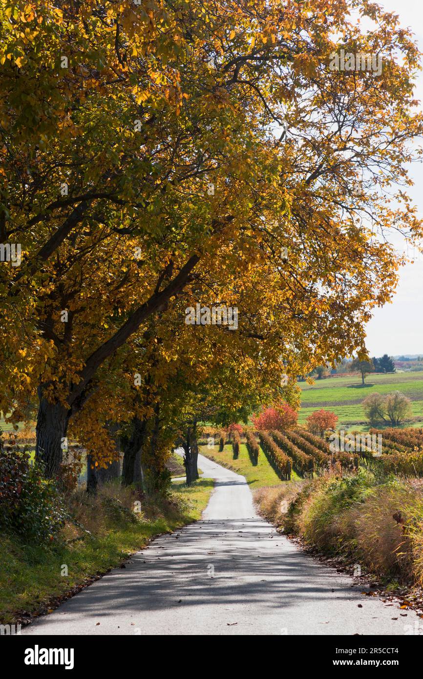 Walnut way hi-res stock photography and images - Alamy