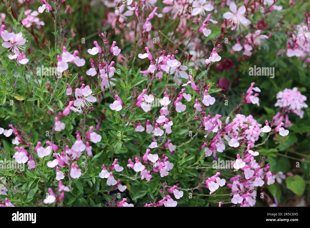 Salvia pink lips hi-res stock photography and images - Alamy