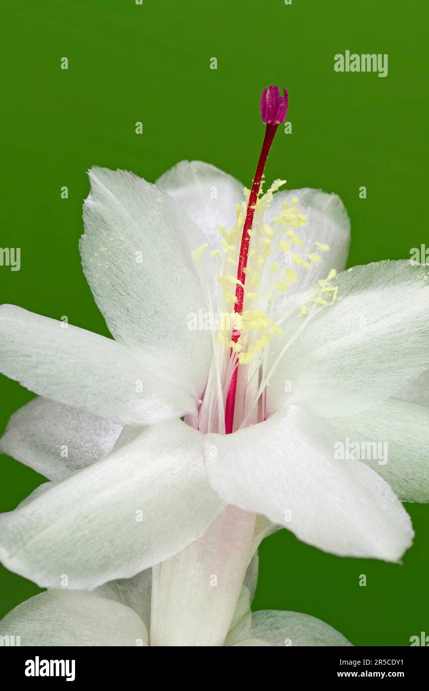 Cactus flowe hi-res stock photography and images - Alamy