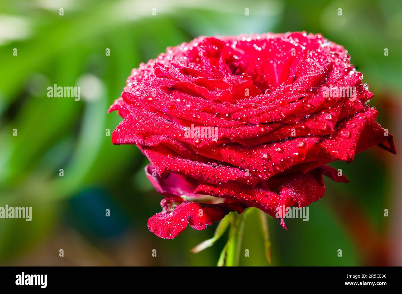 A captivating macro view of a red rose, embracing the brilliance of dew ...