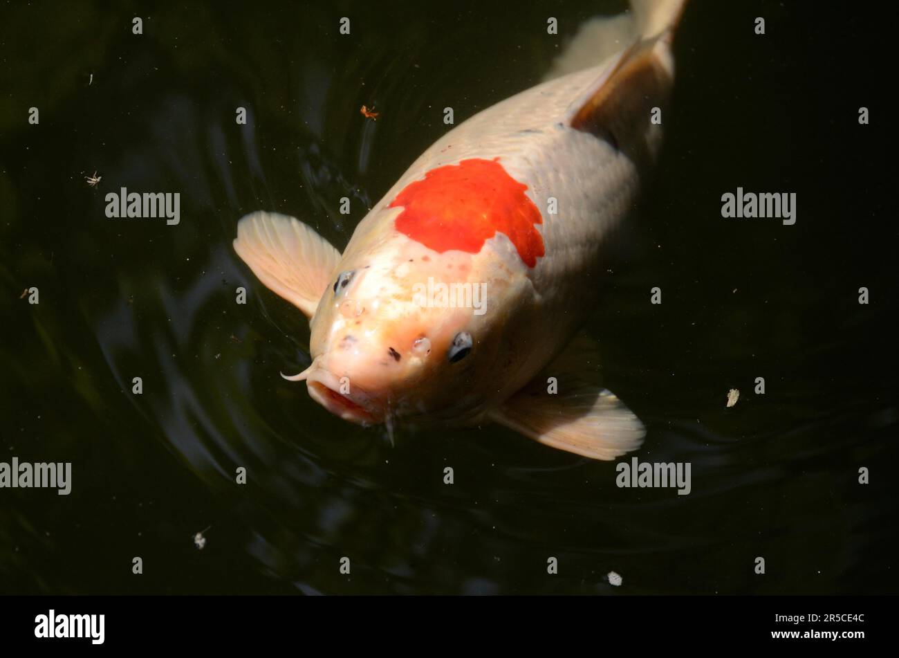 Koi fish farm hi-res stock photography and images - Alamy