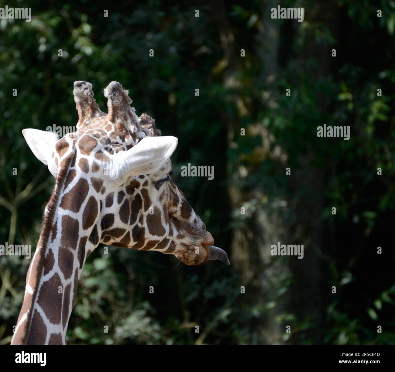 Giraffe view hi-res stock photography and images - Alamy