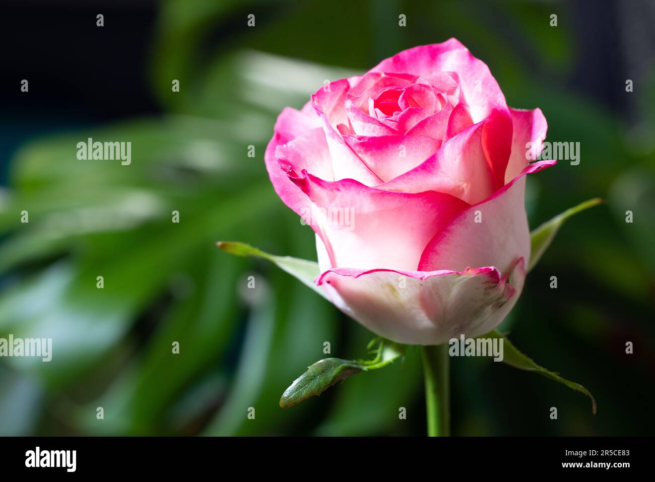Mesmerizing capture hi-res stock photography and images - Alamy