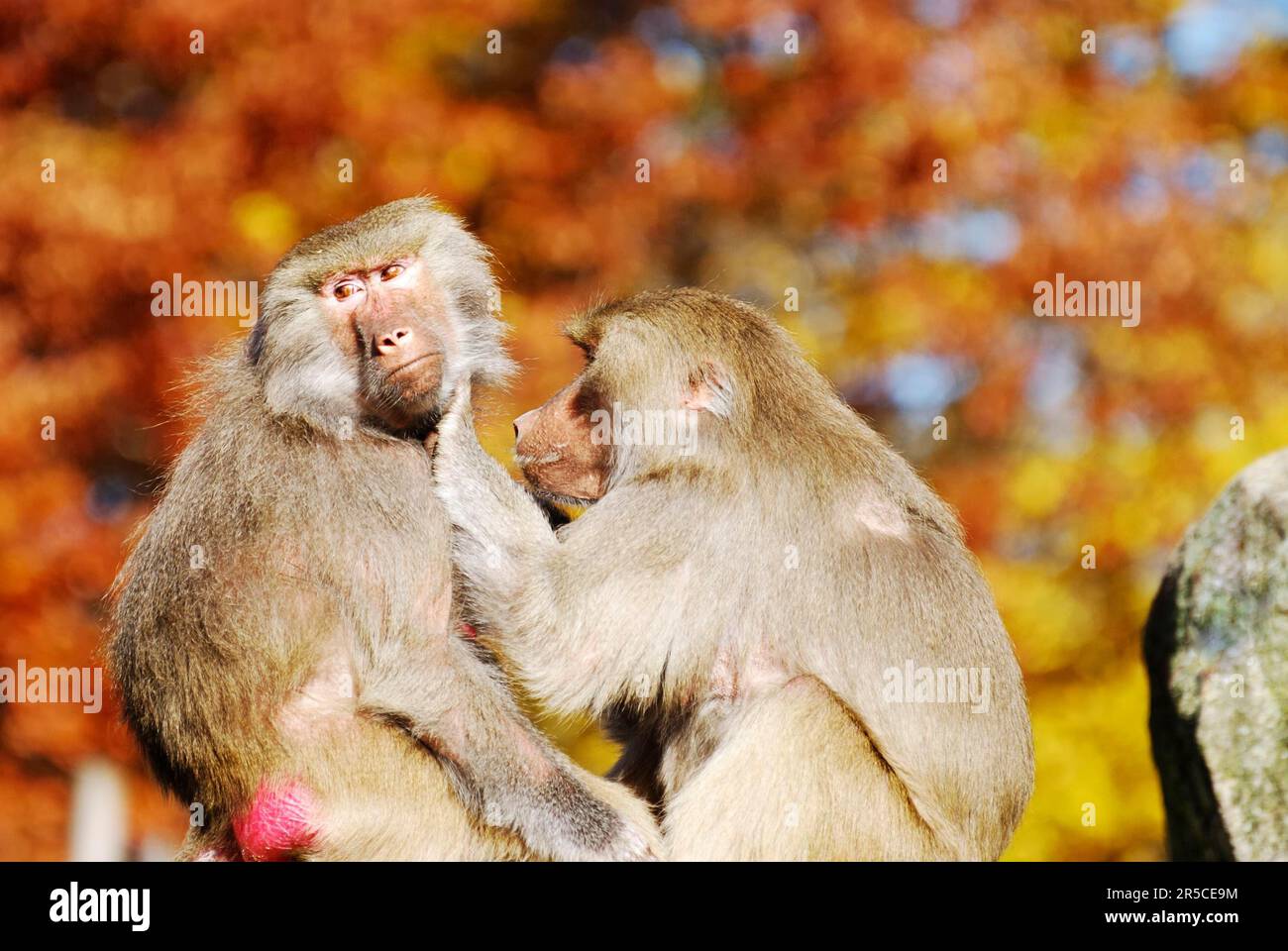 Two baboons engaged in mutual grooming Stock Photo - Alamy