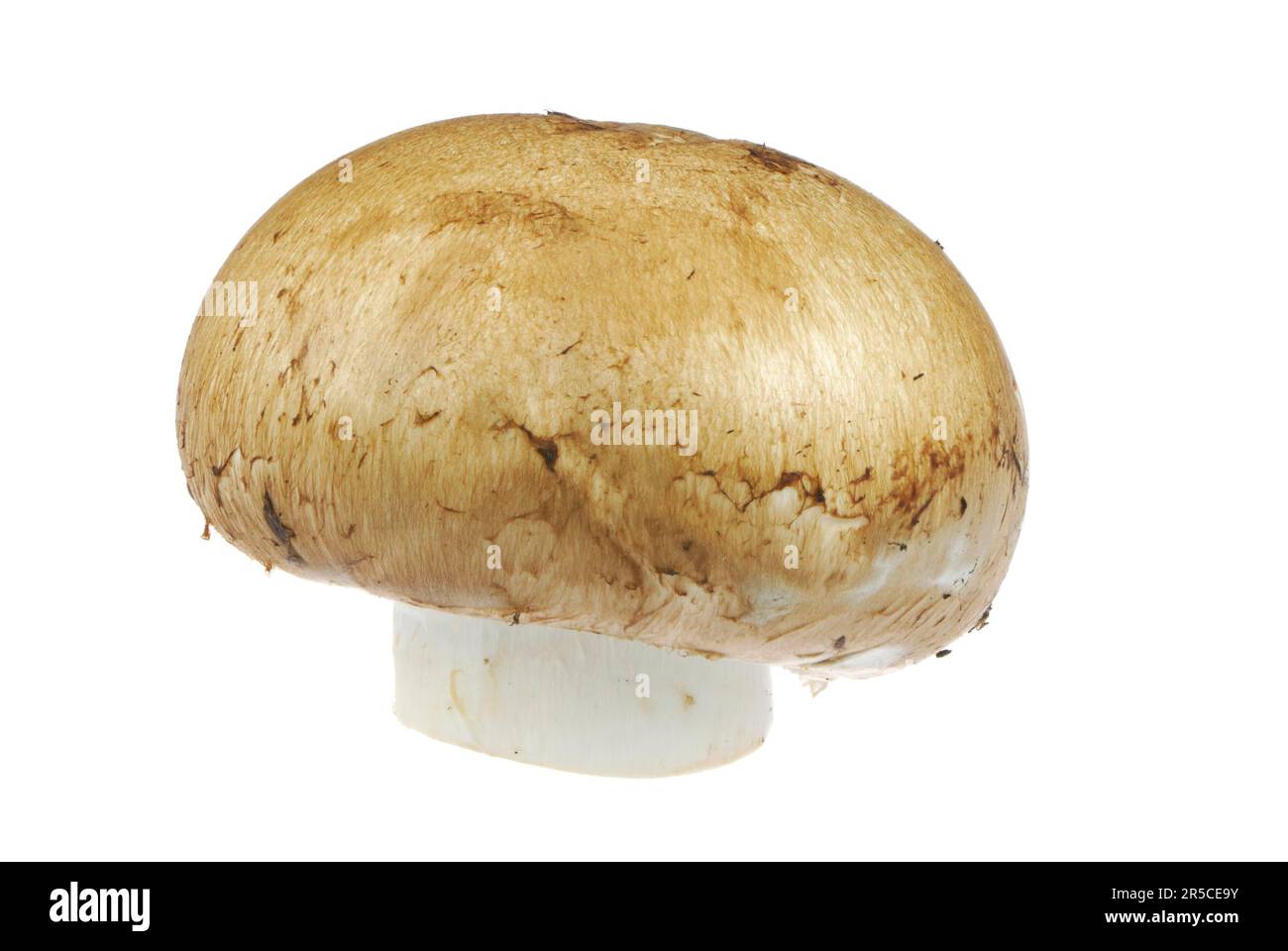Macro of a isolated button mushroom Stock Photo - Alamy