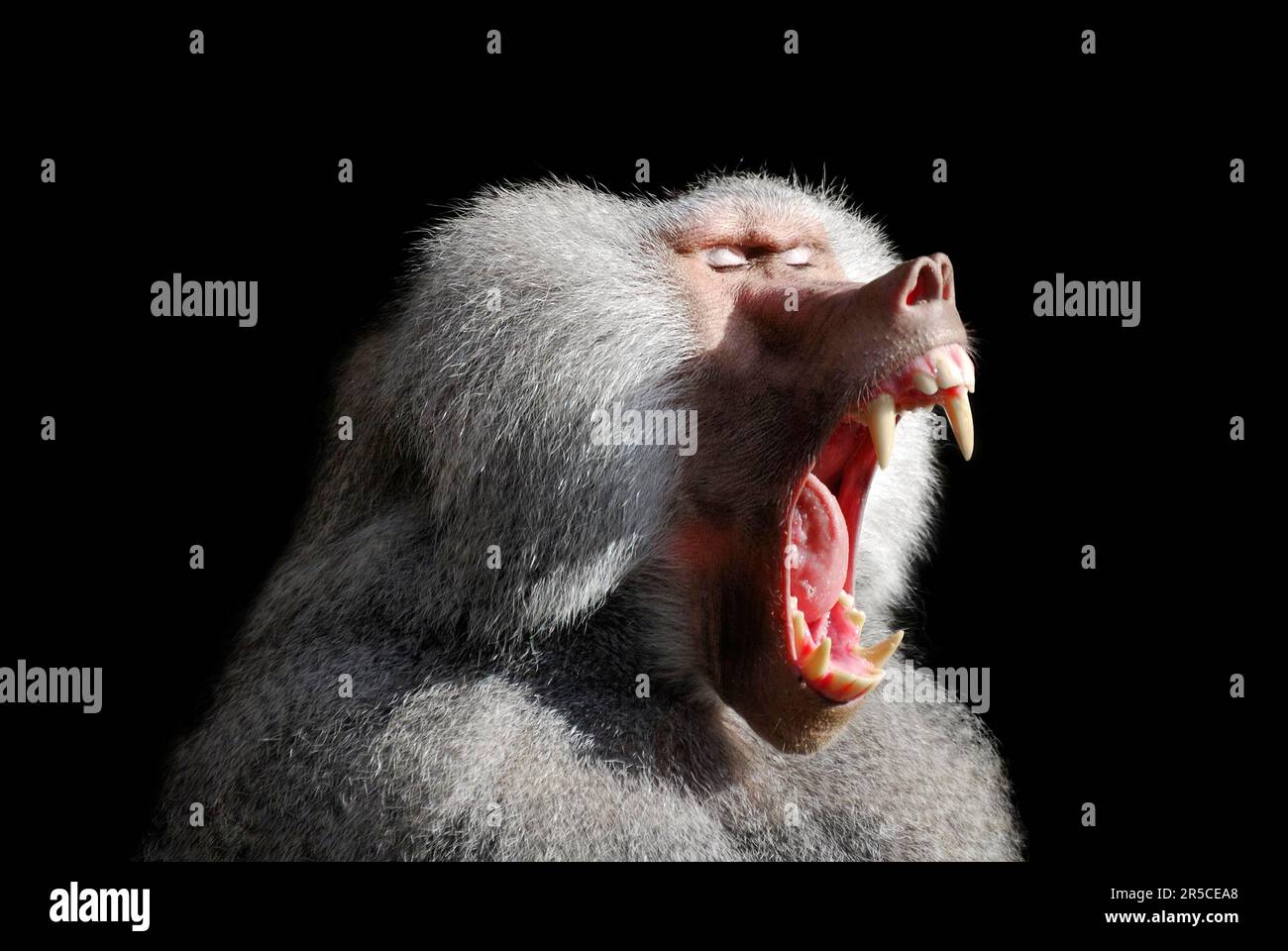 Wild baboon with wide open mouth Stock Photo - Alamy