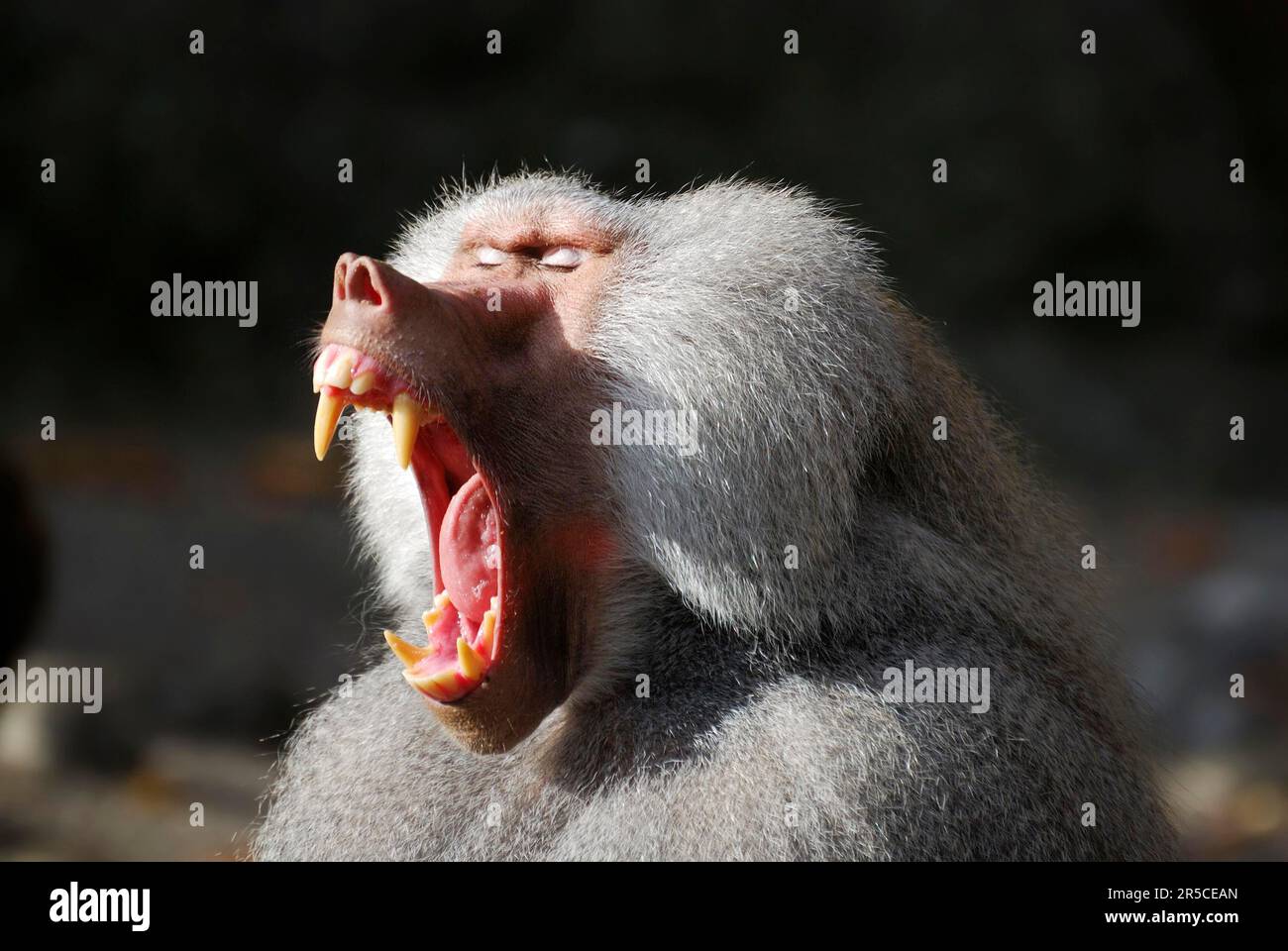 Wild baboon with wide open mouth Stock Photo - Alamy