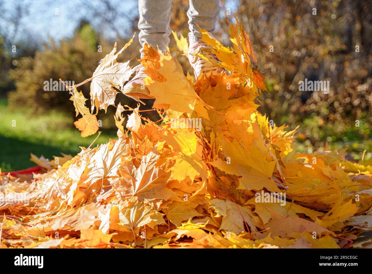 Girl kid jumping on trampoline with autumn leaves. Bright yellow orange ...