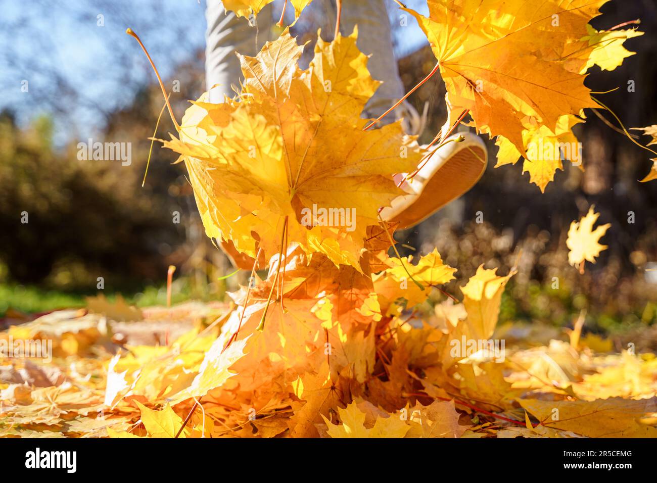 Girl kid jumping on trampoline with autumn leaves. Bright yellow orange ...