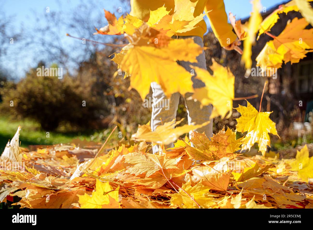 Girl kid jumping on trampoline with autumn leaves. Bright yellow orange ...