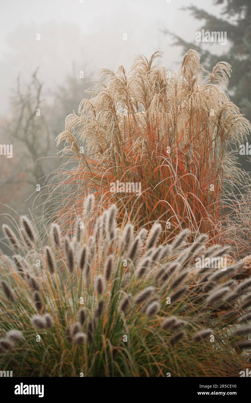 Frosty miscanthus sinensis hi-res stock photography and images - Alamy