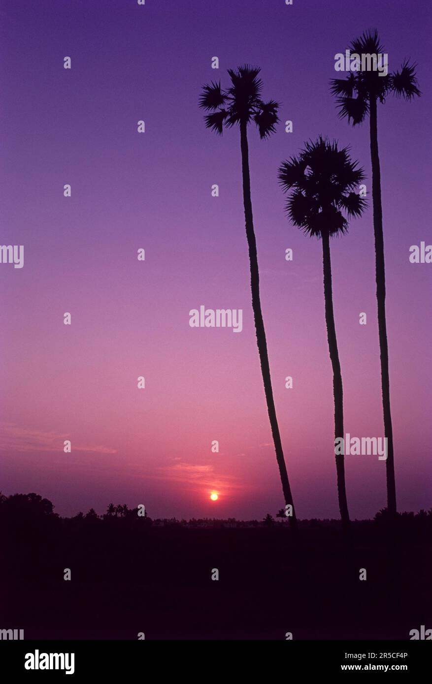 Sunrise against palm trees in Coimbatore, Tamil Nadu, India, Asia Stock ...
