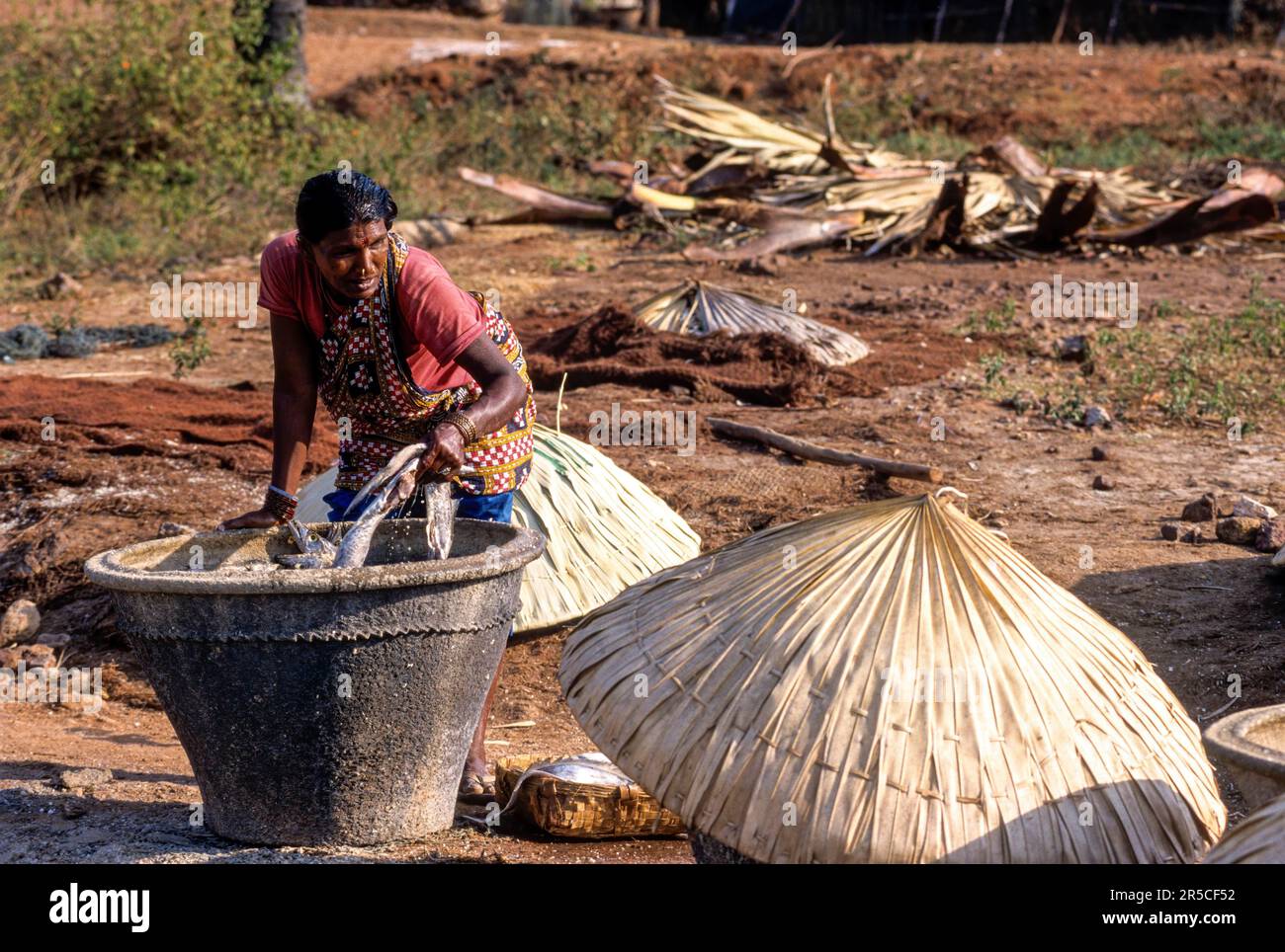 Indian drying fish india hi-res stock photography and images - Alamy