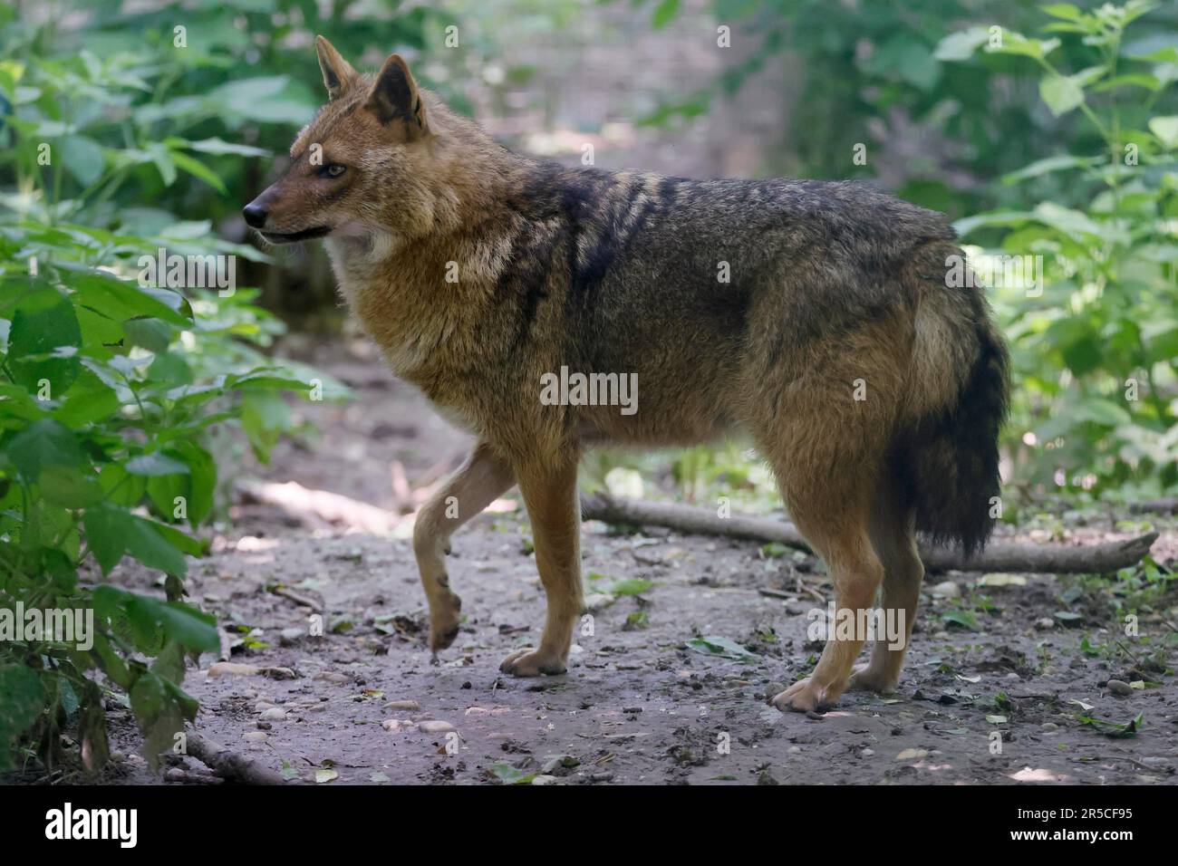 Golden jackal (Canis aureus) animal portrait, Austria Stock Photo - Alamy