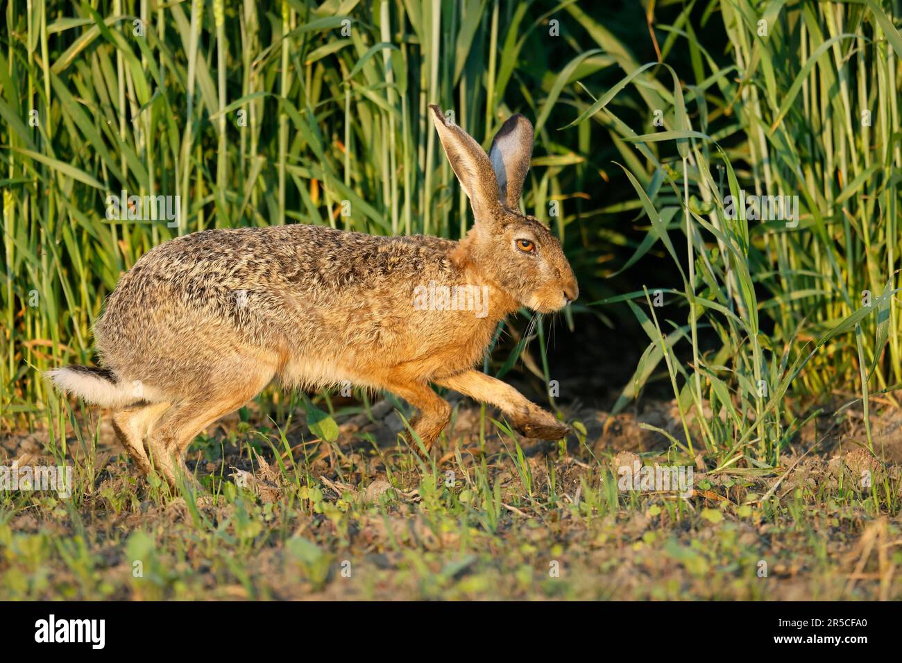 European hare (Lepus europaeus) in a field, wildlife, Burgenland ...