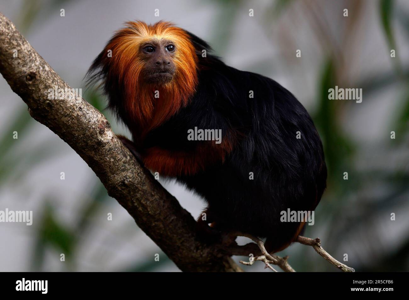Golden-headed lion monkey (Leontopithecus chrysomelas), sitting on a ...