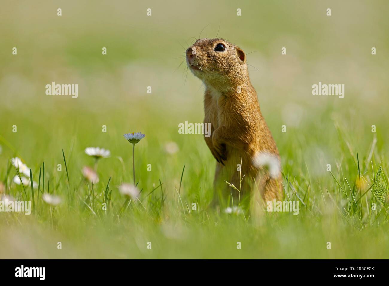 Gopher (Spermophilus citellus) in a flower meadow, wildlife, Burgenland ...