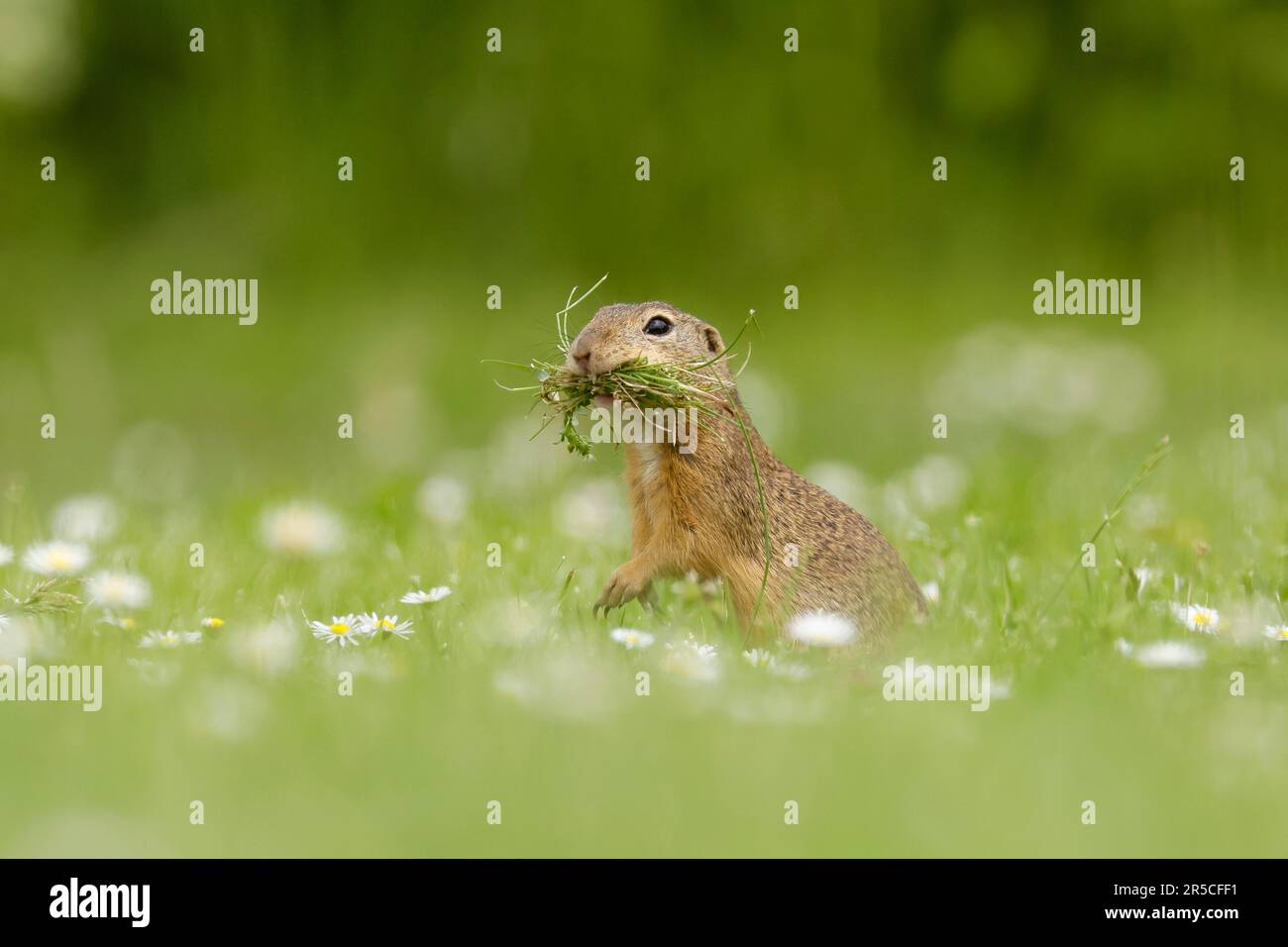 Gopher (Spermophilus citellus) with hay in its mouth in a flower meadow ...