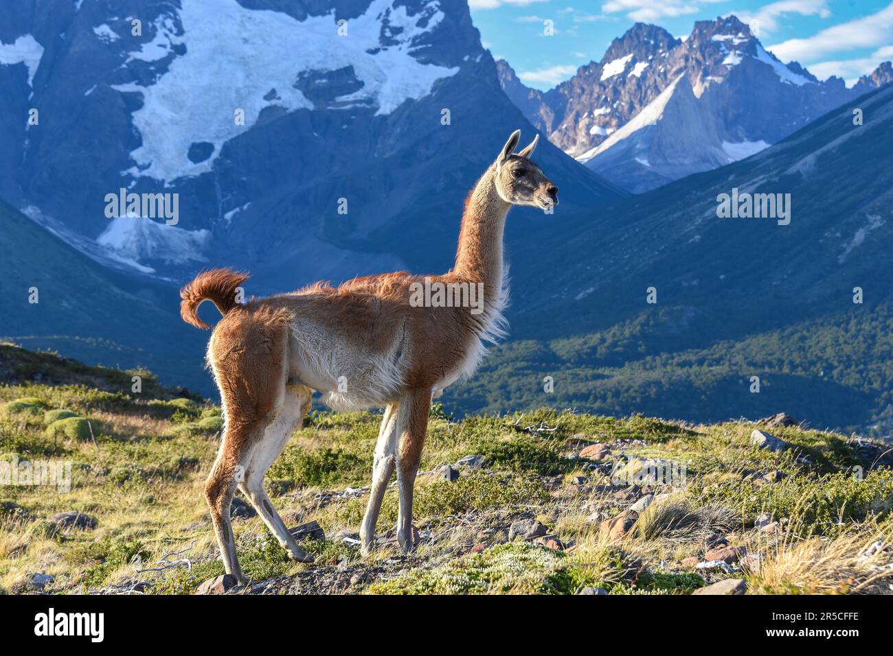 Guanaco (Llama guanicoe) on mountain top in front of the cuernos, the horns, Torres del Paine ...