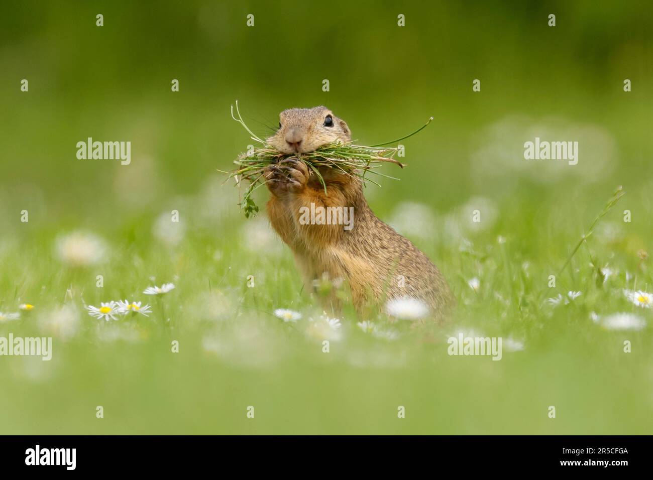 Gopher feeding hi-res stock photography and images - Alamy