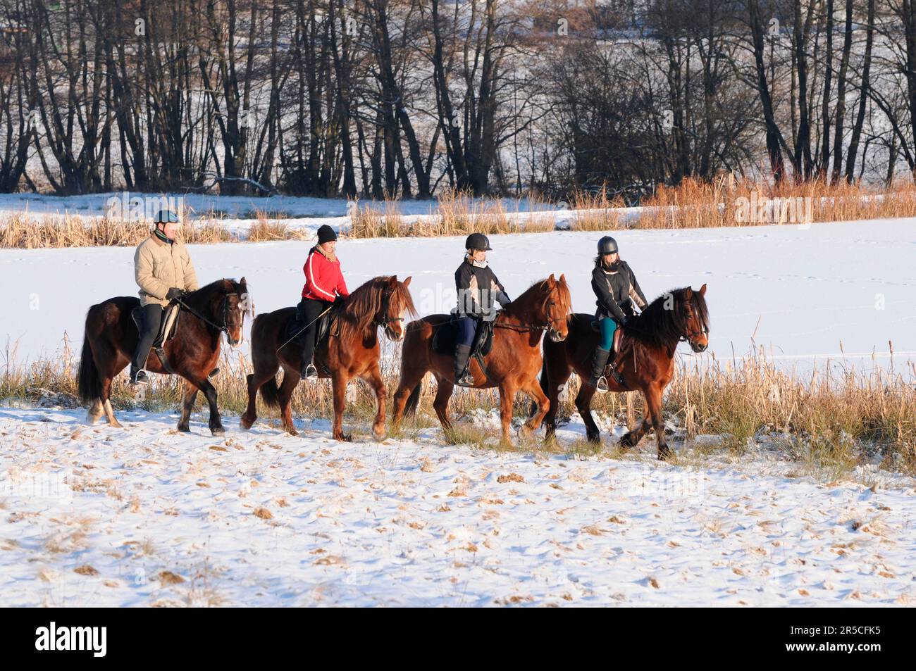 Ride, Welsh Pony, Section D, Cross Country Ride, Welsh D, Welsh Cob ...