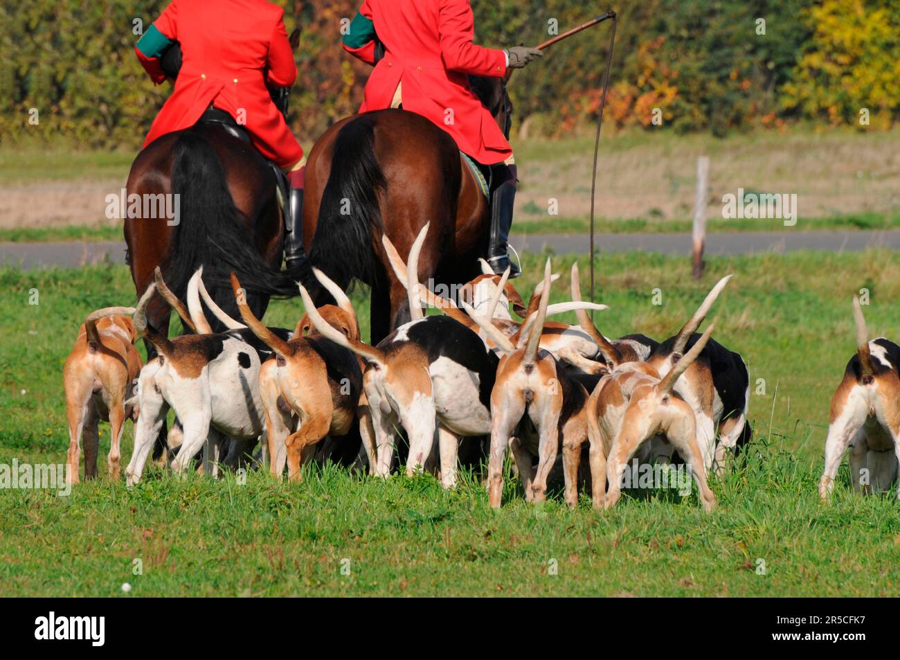 Riding, rider and foxhounds, drag hunting, foxhound, pack, hunt, picorn ...