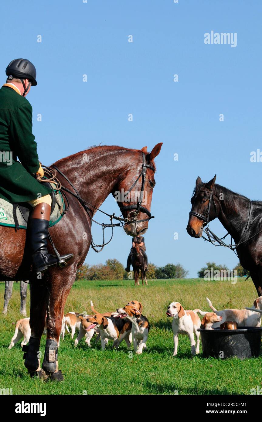 Riding, rider and beagle pack, drag hunt, beagle, pack, hunt, picorn ...