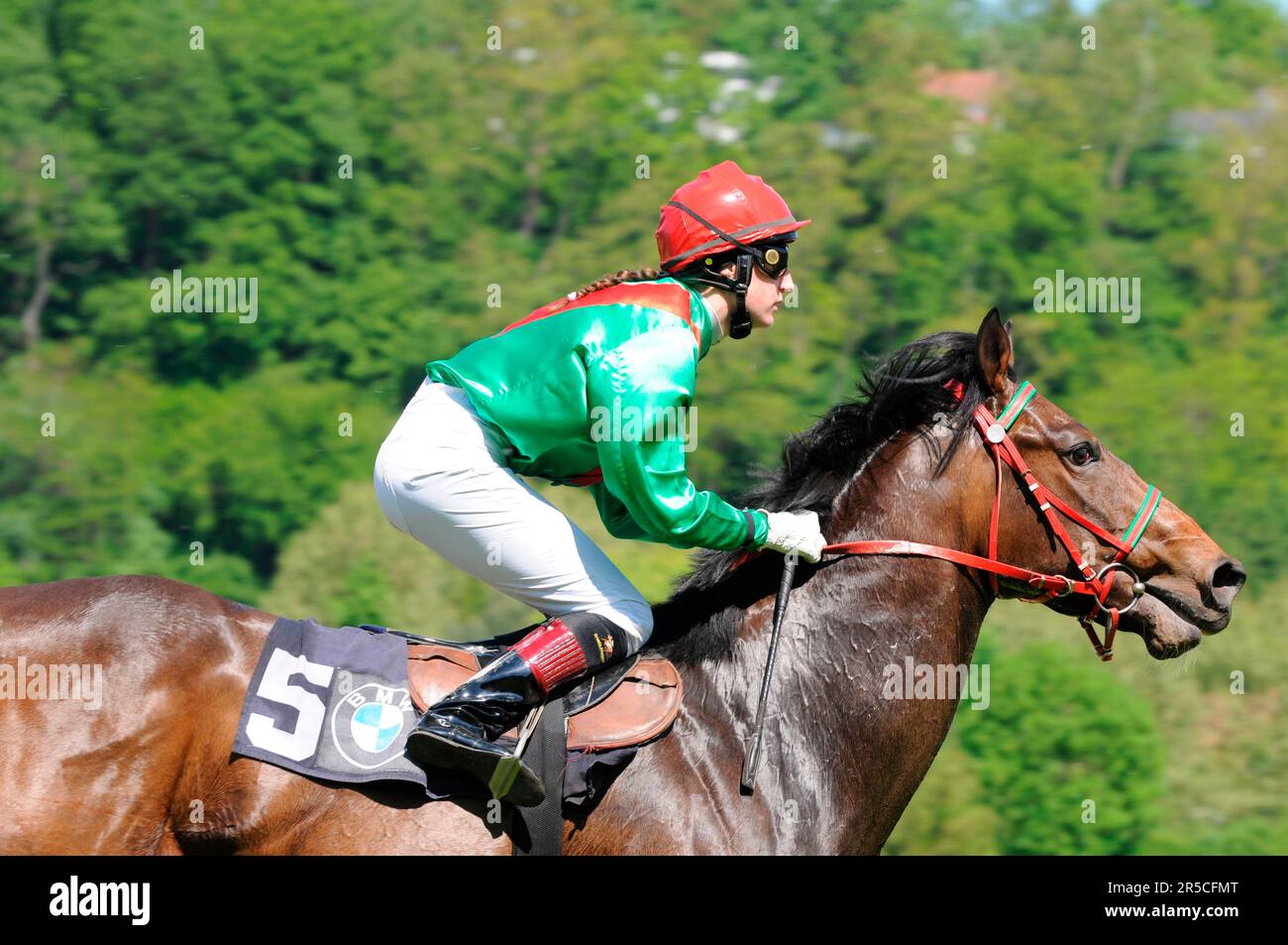 Gallop racing, english thoroughbred, race, gallop, jockey, race colors ...