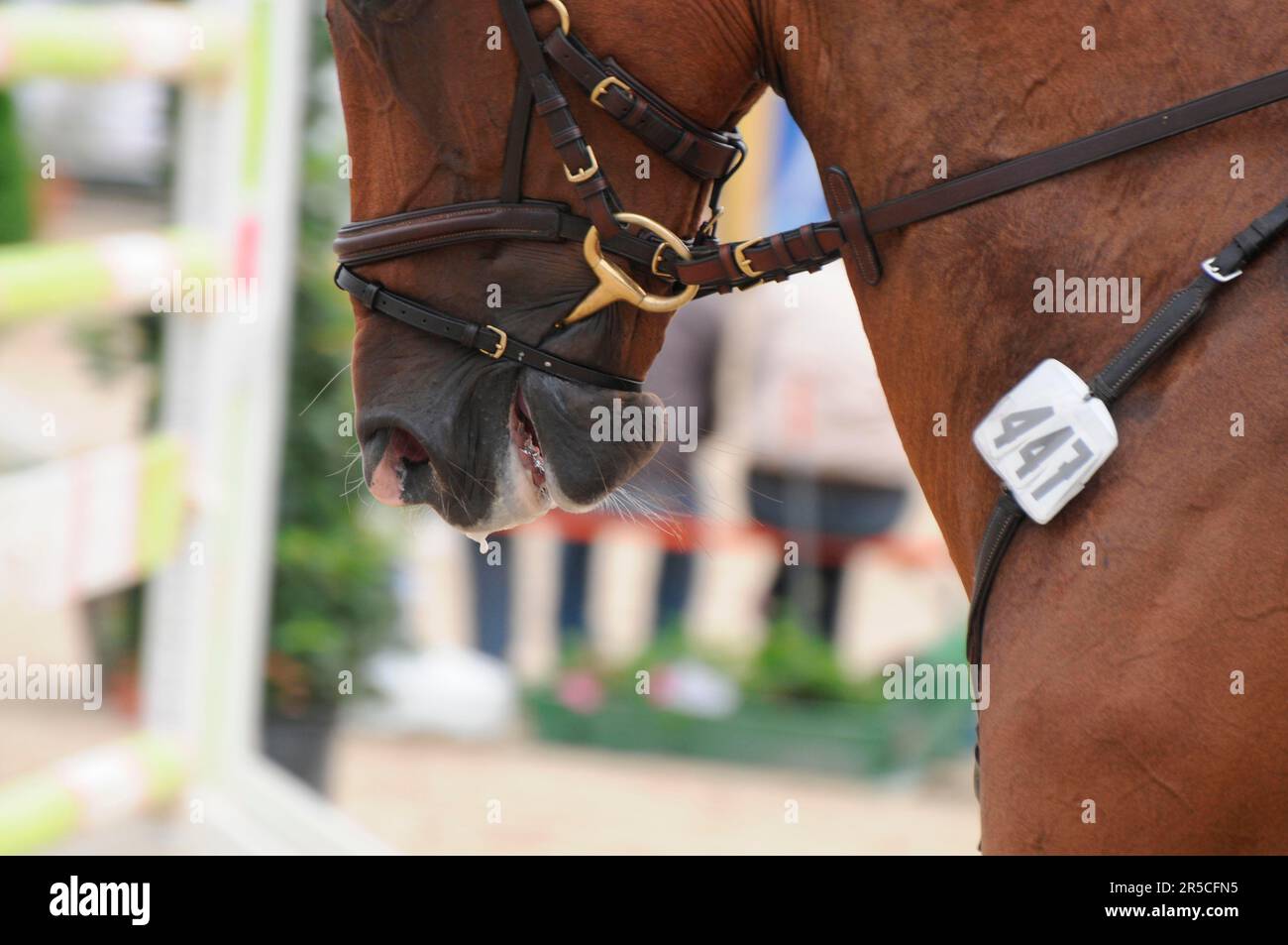 Show Jumping, Muzzle, English Combined Noseband, D-Ring Snaffle Stock Photo - Alamy
