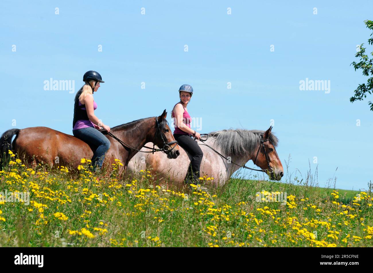 Riding Rhenish-German Coldblood and German Riding Pony, Coldblood horse ...