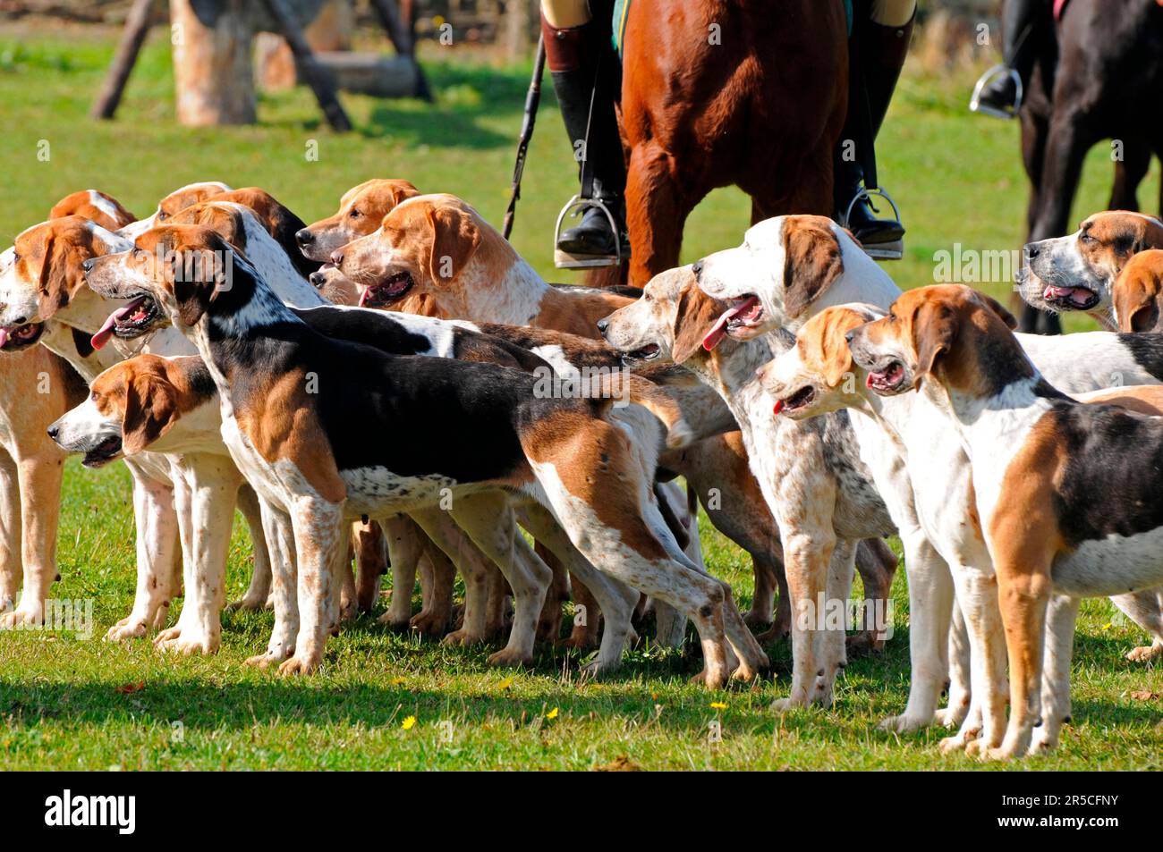 Foxhound pack hi-res stock photography and images - Alamy