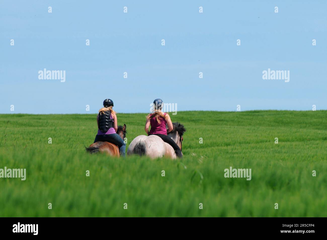 Riding Rhenish-German Coldblood and German Riding Pony, Coldblood horse ...