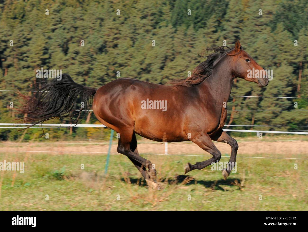 Quarter horse, bay mare, side Stock Photo - Alamy