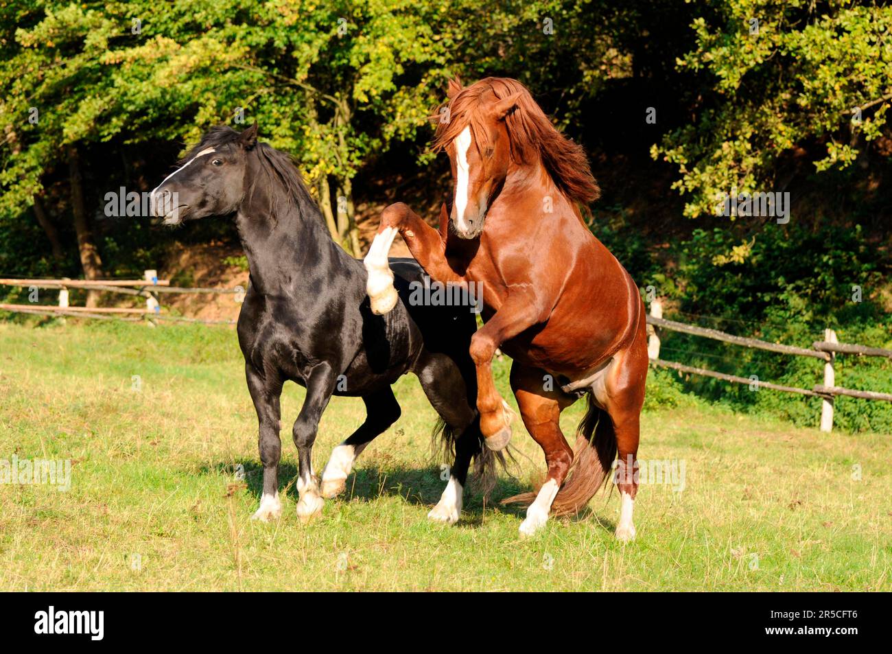 Welsh Ponies, Stallions, Welsh Pony in Cob Type, Section C, Welsh Cob ...