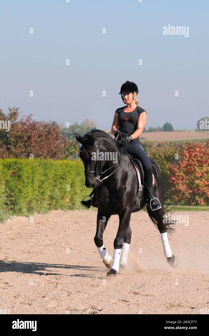 Rider and Westfalian warmblood, black horse, dressage training ...
