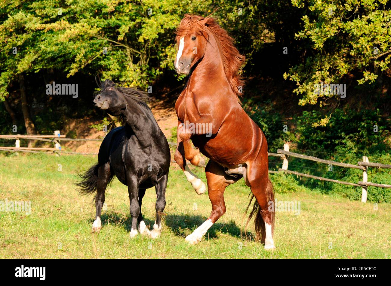 Welsh Ponies, Stallions, Welsh Pony in Cob Type, Section C, Welsh Cob ...