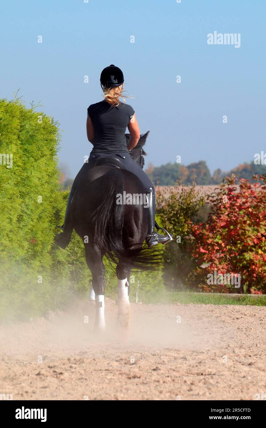 Rider and Westfalian warmblood, black horse, dressage training ...