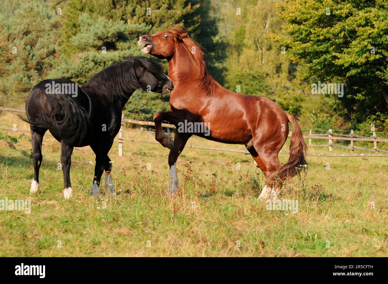 Welsh Ponies, Stallions, Welsh Pony in Cob Type, Section C, Welsh Cob ...