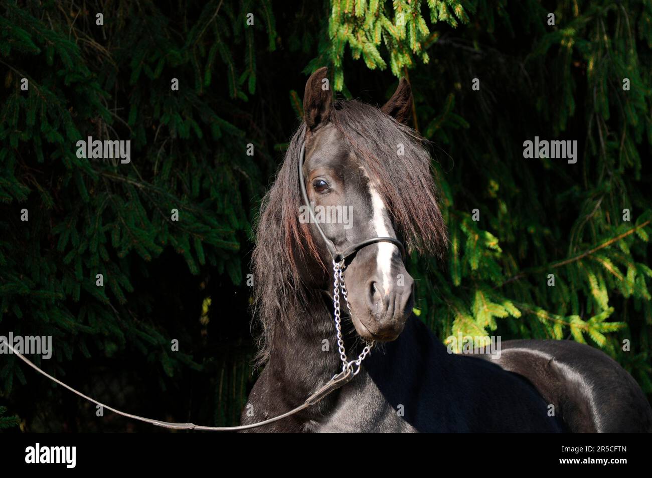 Welsh pony in cob type, stallion, black, section C, Welsh C, federal ...