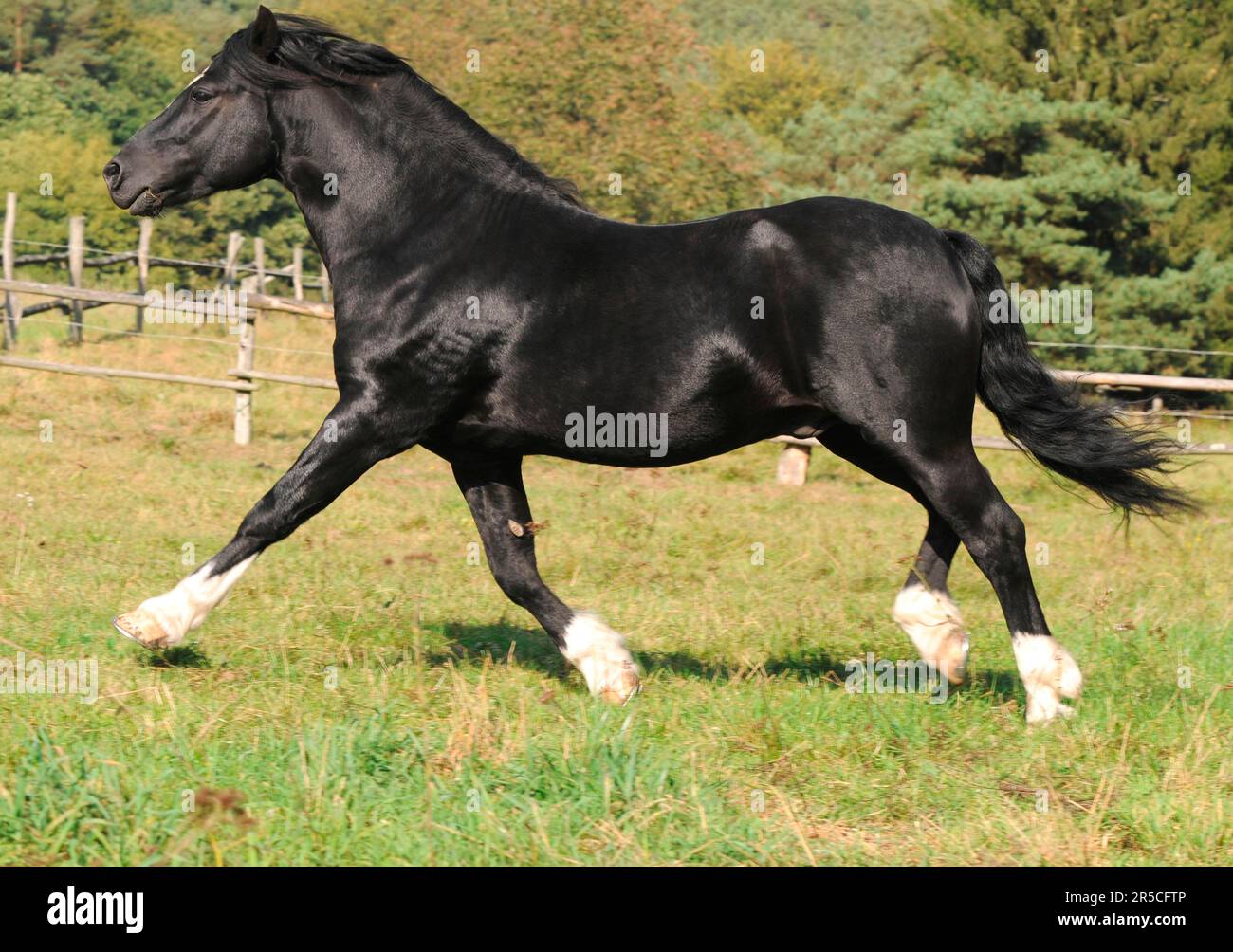Welsh Pony in Cob type, stallion, black, section C, Welsh C, federal ...
