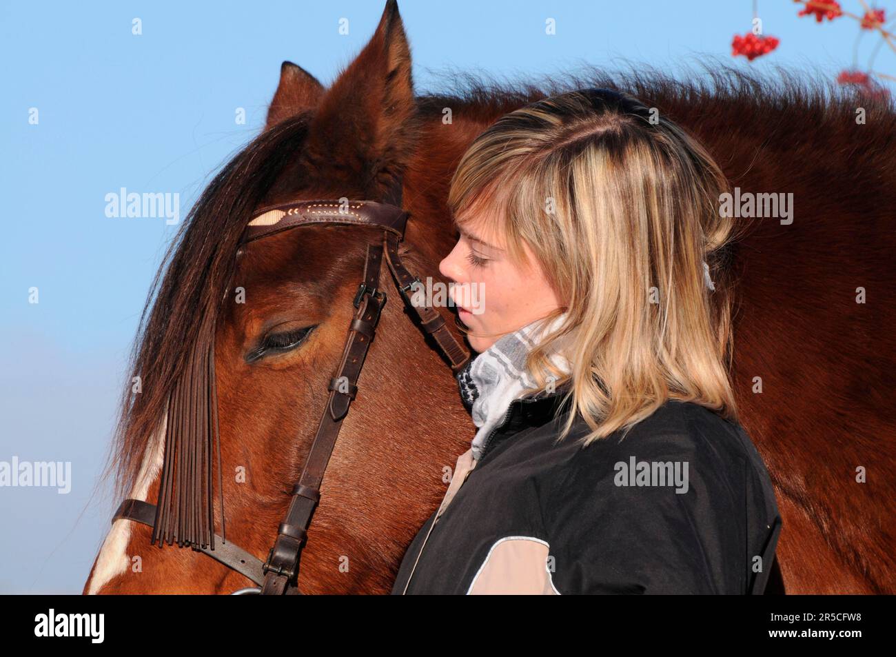 Girl and Welsh Pony, Section D, Mare, Welsh Cob Stock Photo - Alamy