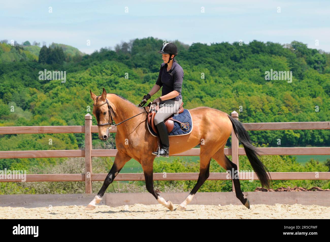 Rider with Achal-Tekkiner, stallion, female rider, dun, riding track ...