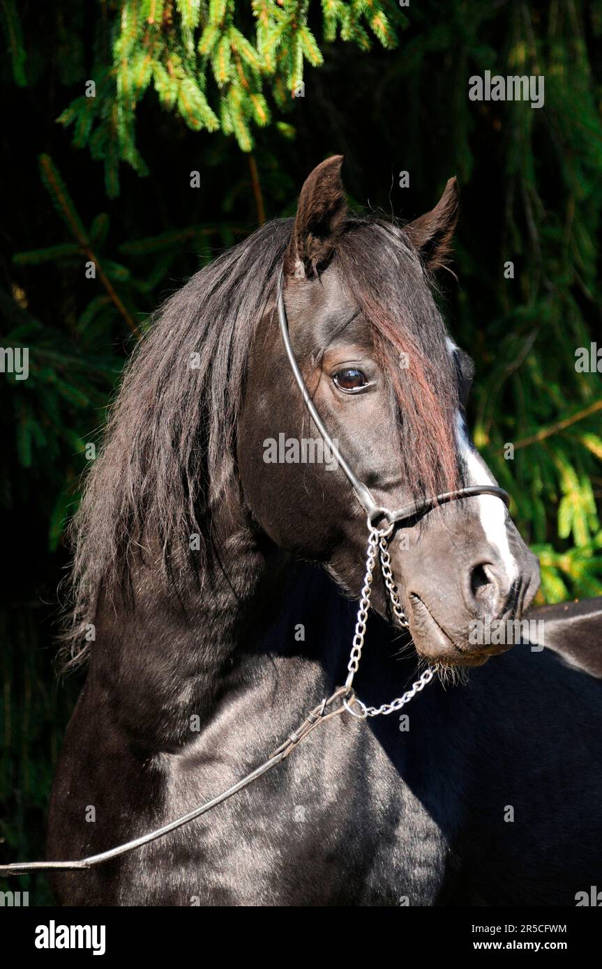 Welsh pony in cob type, stallion, black, section C, Welsh C, federal ...