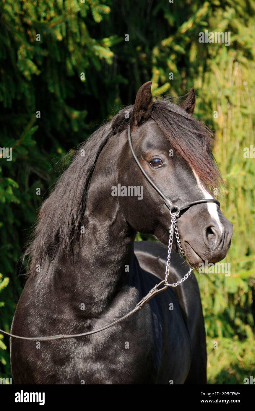 Welsh pony in cob type, stallion, black, section C, Welsh C, federal ...