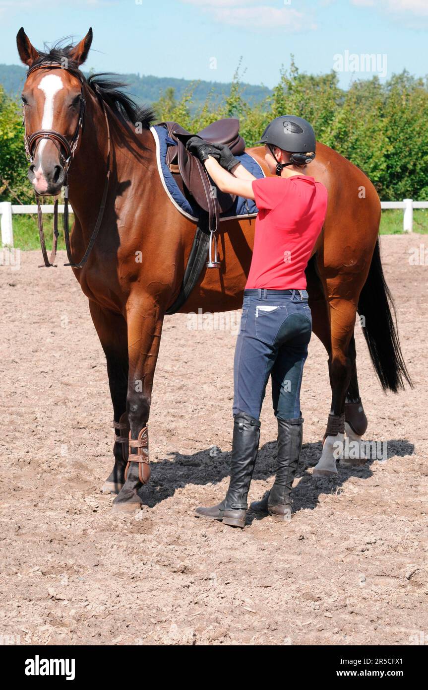 German warmblood, mare, preparation for riding, rider, rider, stirrup length, outdoor riding ...