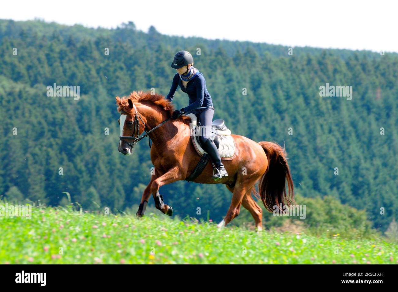 Cross Country, German Riding Pony, Ride, Rider, Riding Helmet Stock ...