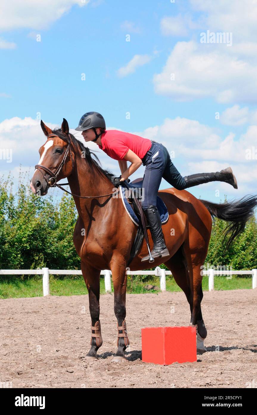 Girl mounted, German warmblood, Mare, Rider, Riding, Outdoor riding ...