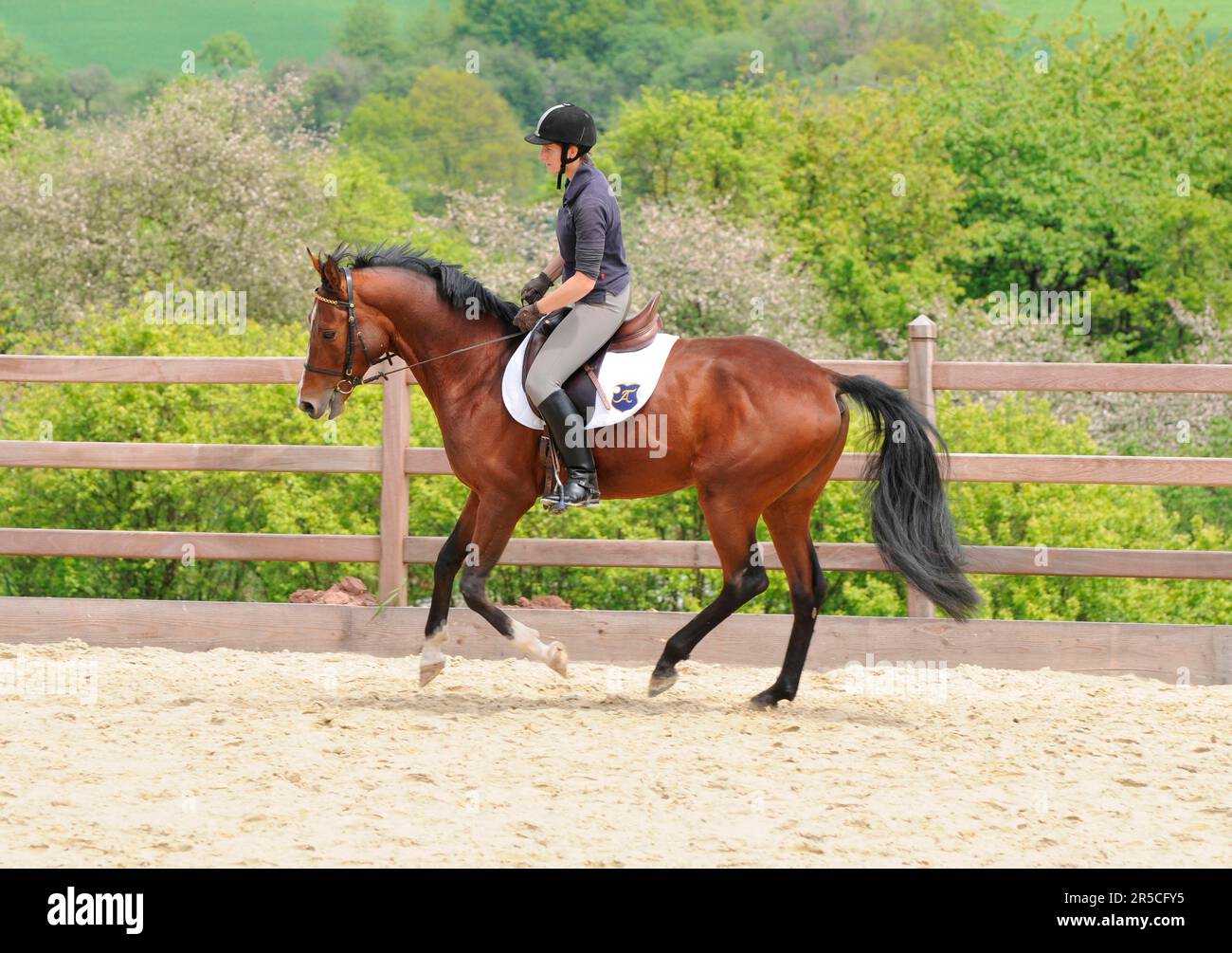 Rider on Achal-Tekkiner, gelding, female rider, riding track, sideways ...